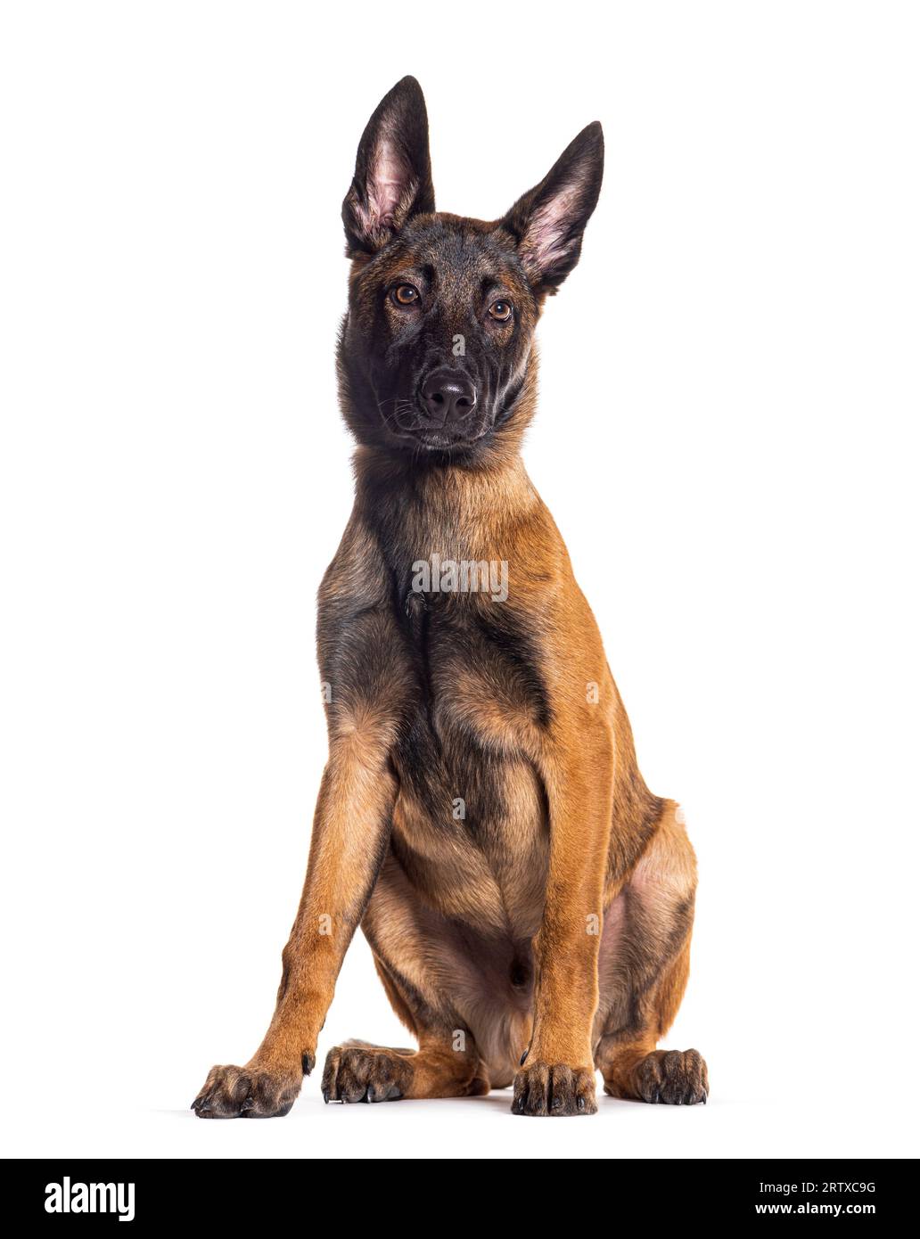 Young Malinois sitting isolated on white background Stock Photo - Alamy