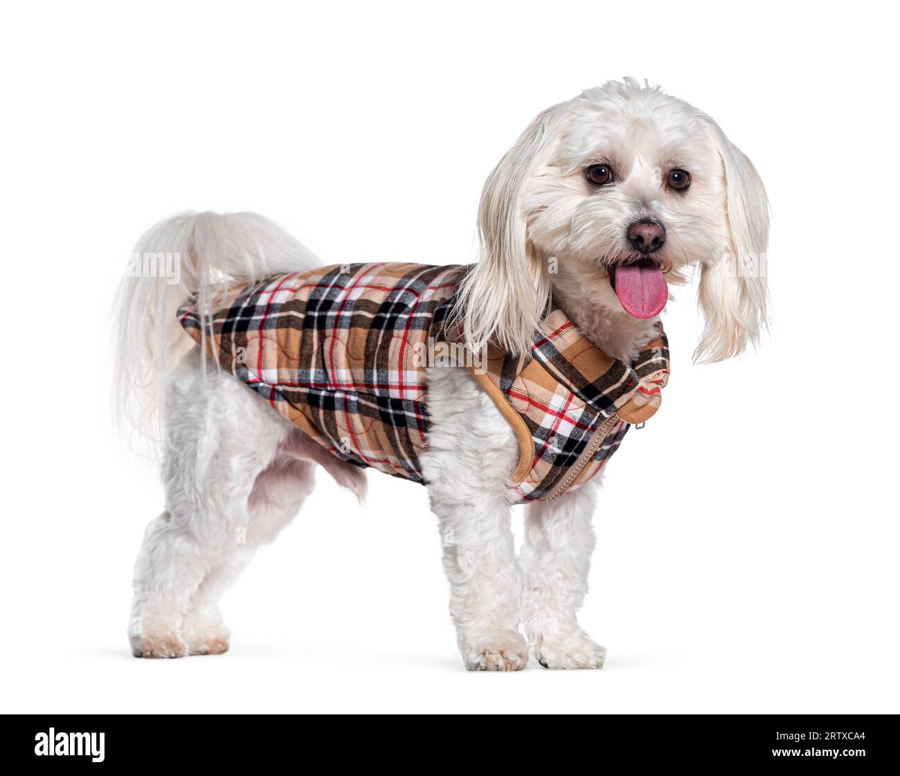 Maltese profile side hi-res stock photography and images - Alamy