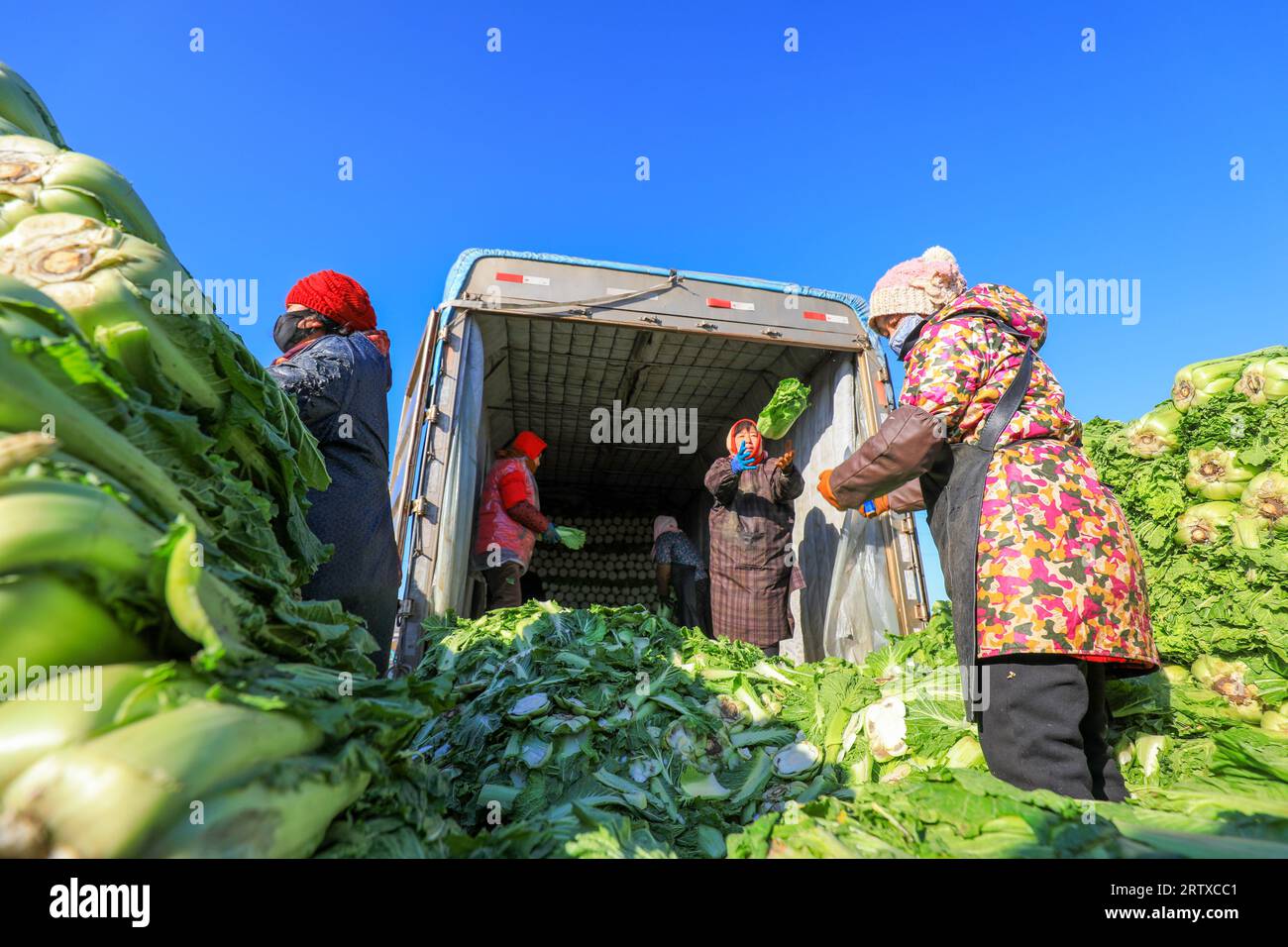 LUANNAN COUNTY, China - December 29, 2021: farmers take care of Chinese ...
