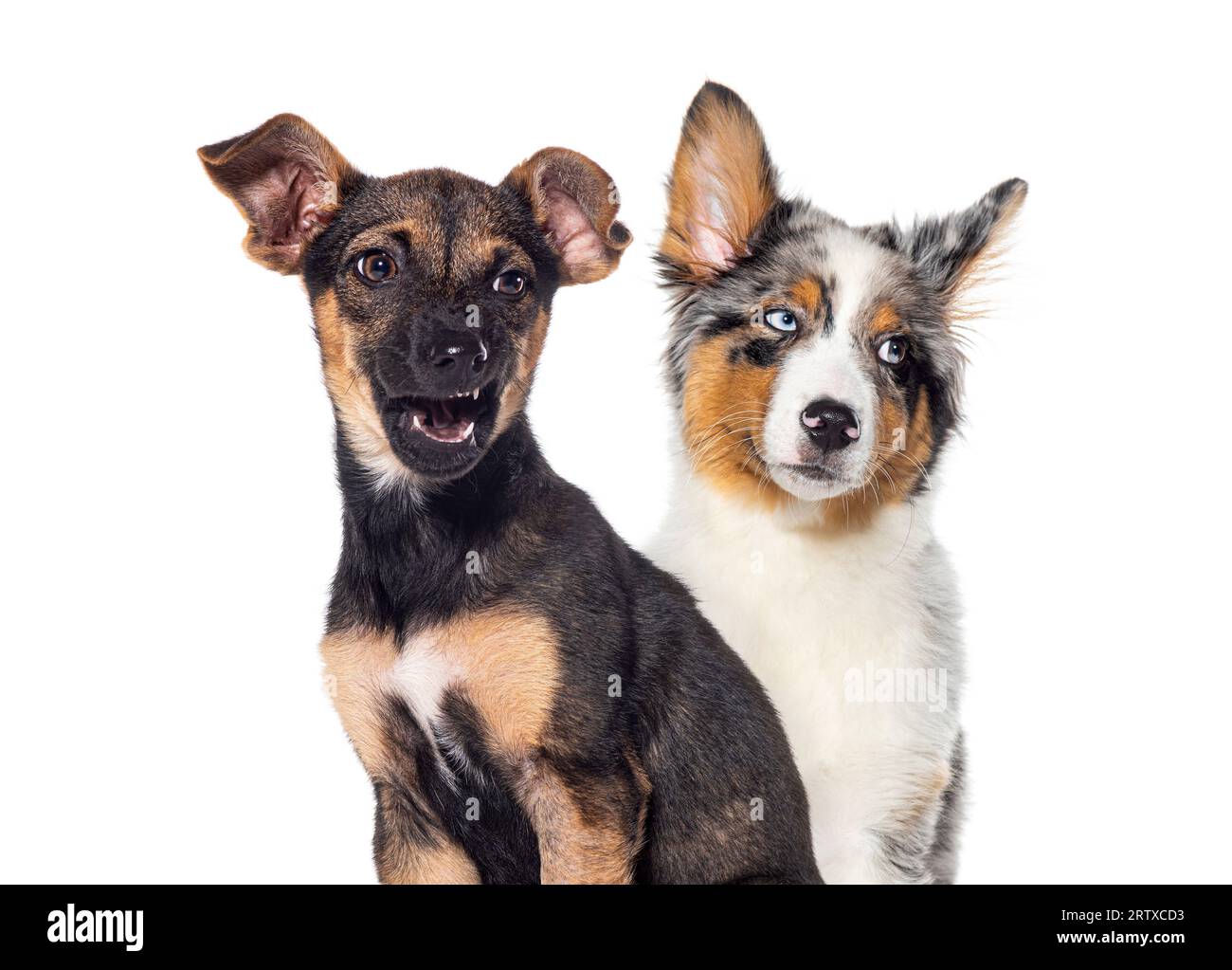 Two dogs, one is Aggressive and growling showing its fangs, isolated on ...