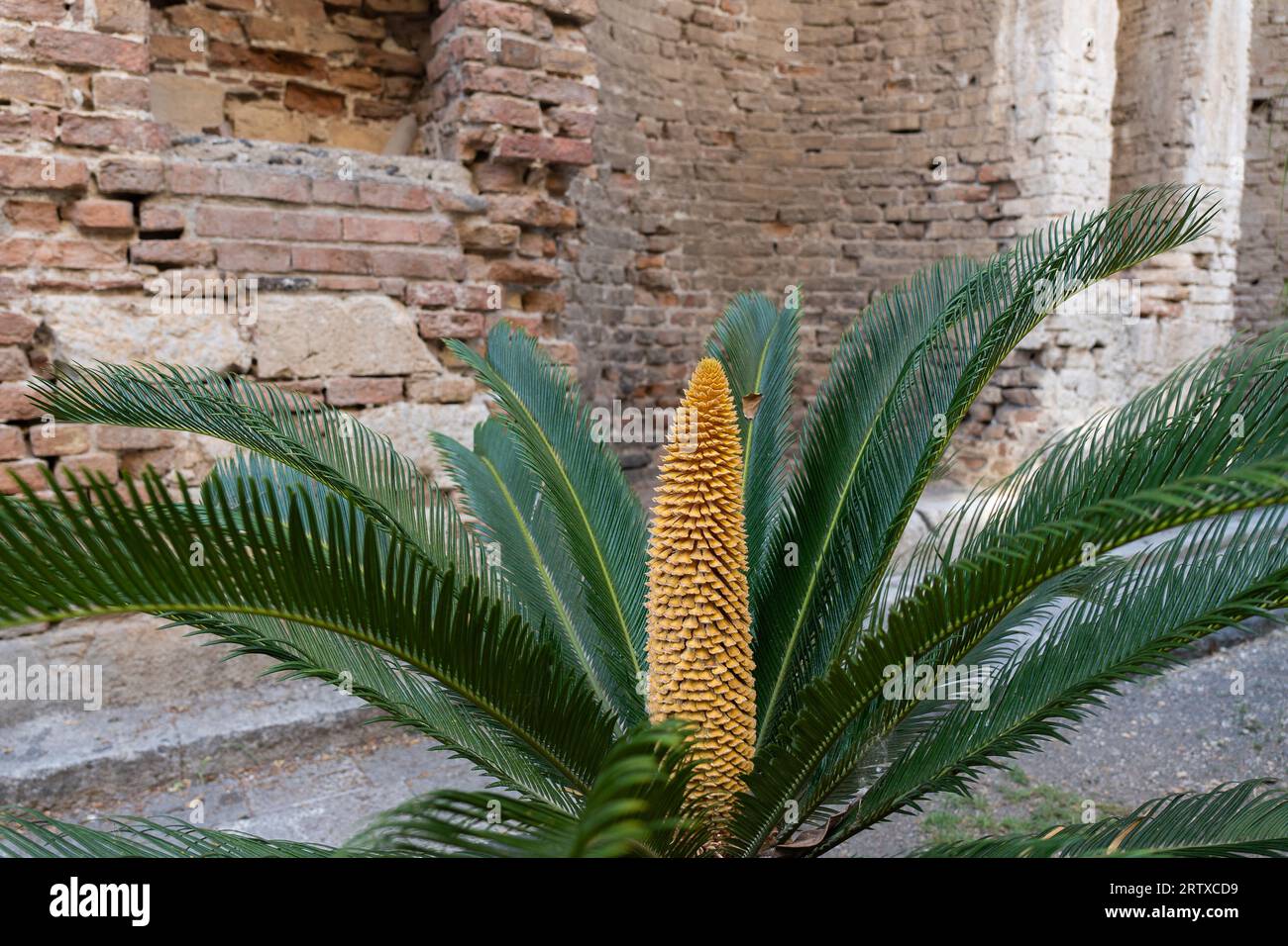Cycas revoluta or sago palm, and ancient plant growing outdoors with ...