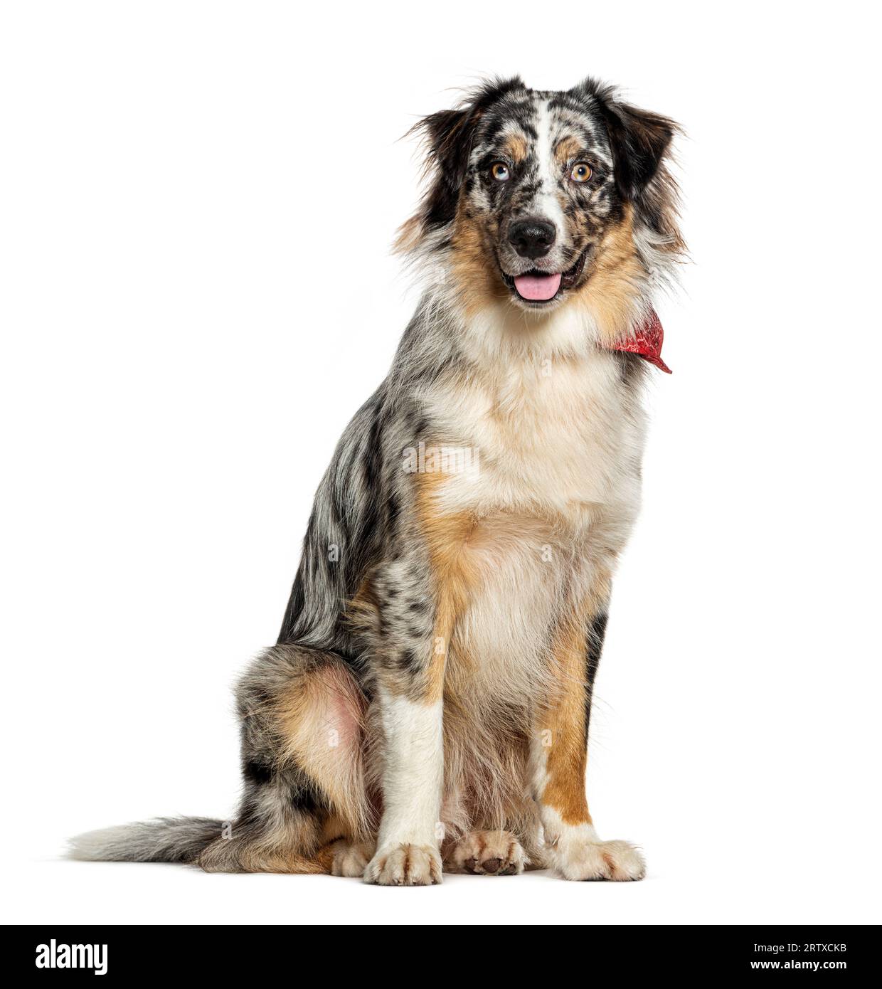 Blue merle australian shepherd sitting wearing a red scarf isolated on ...