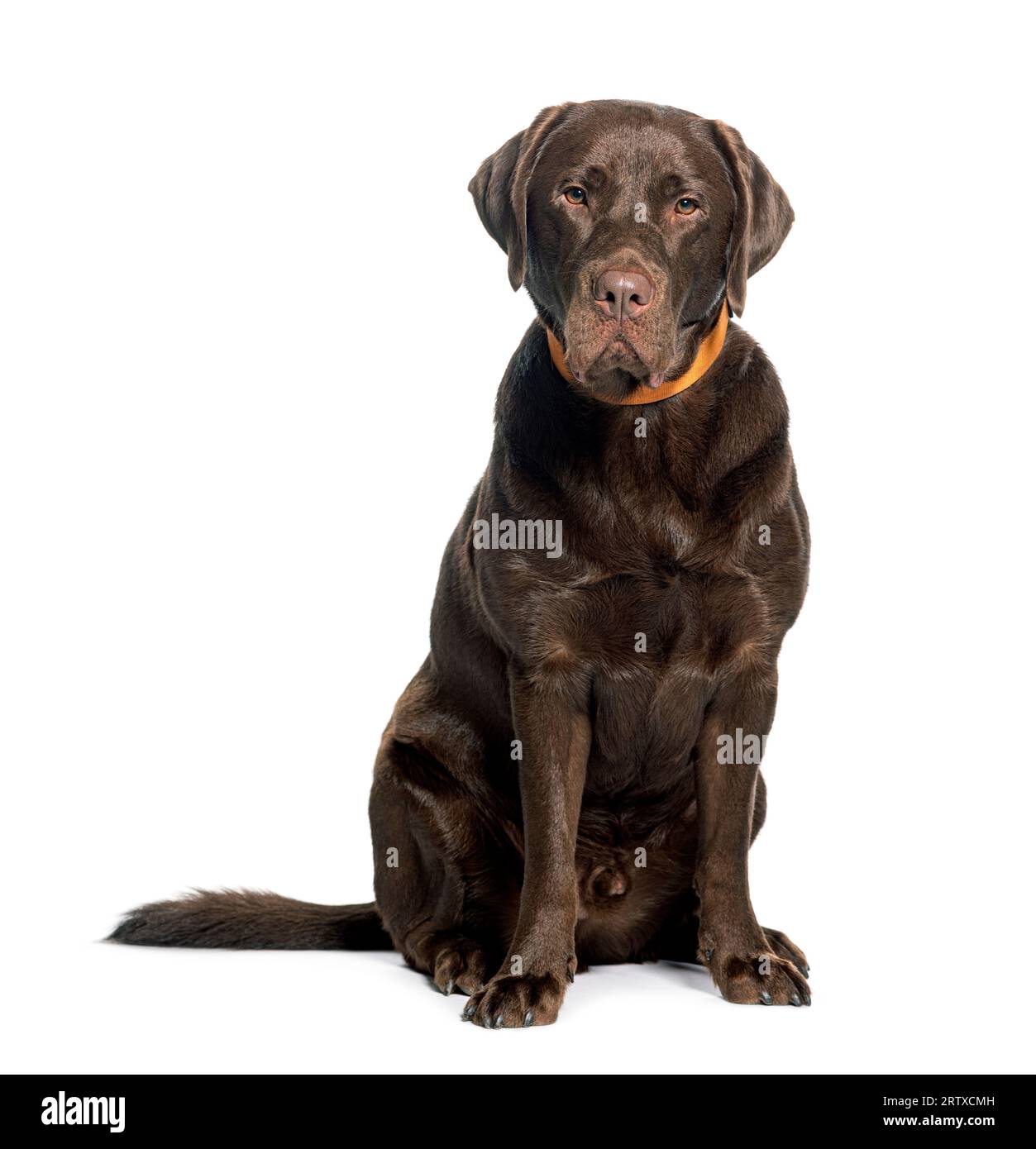 Chocolate Labrador sitting wearing a collar, isolated in white Stock ...