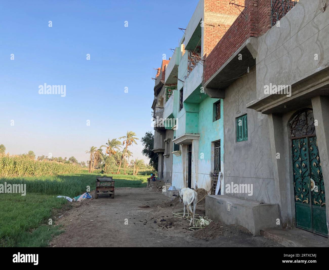 A donkey stands next to houses in the farming village of Nazlet el ...
