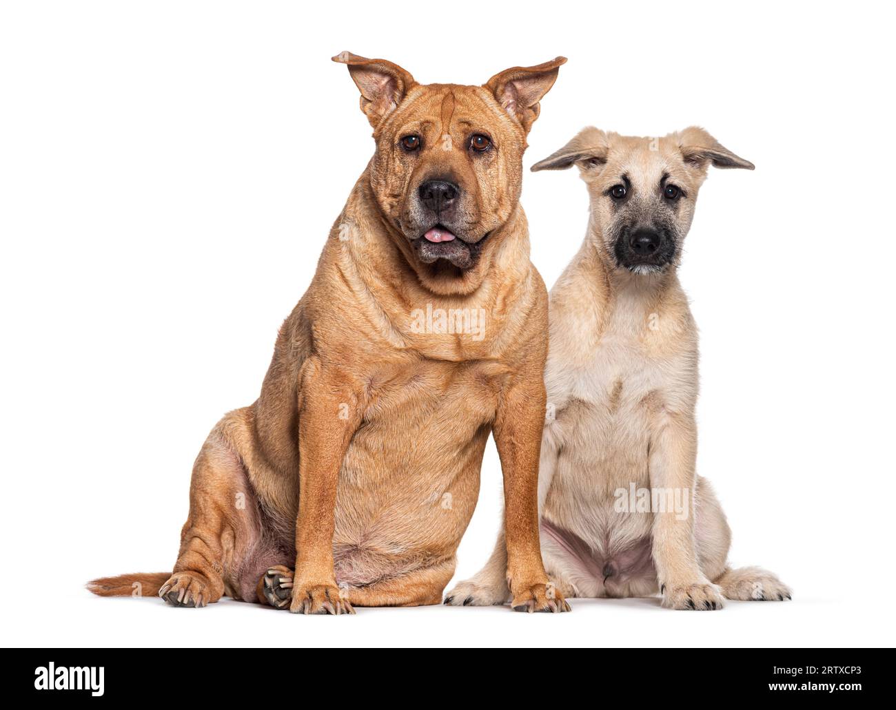 Two dogs sitting together as old friends, isolated on white Stock Photo ...