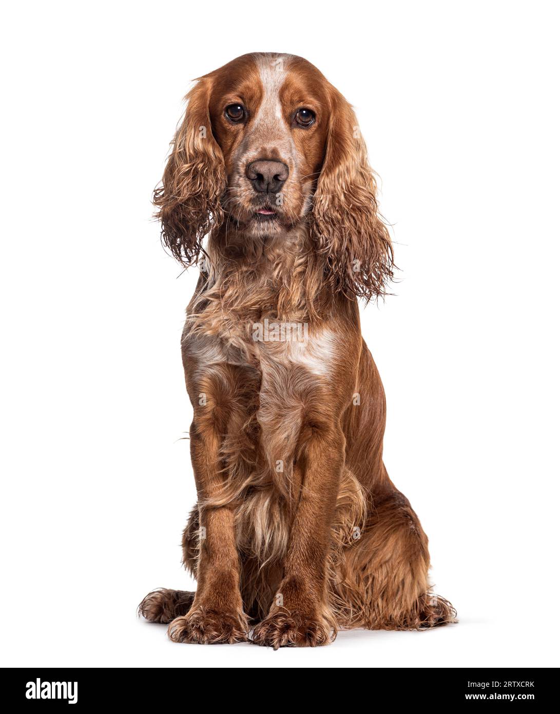 Old Cocker dog graying, Isolated on white Stock Photo - Alamy