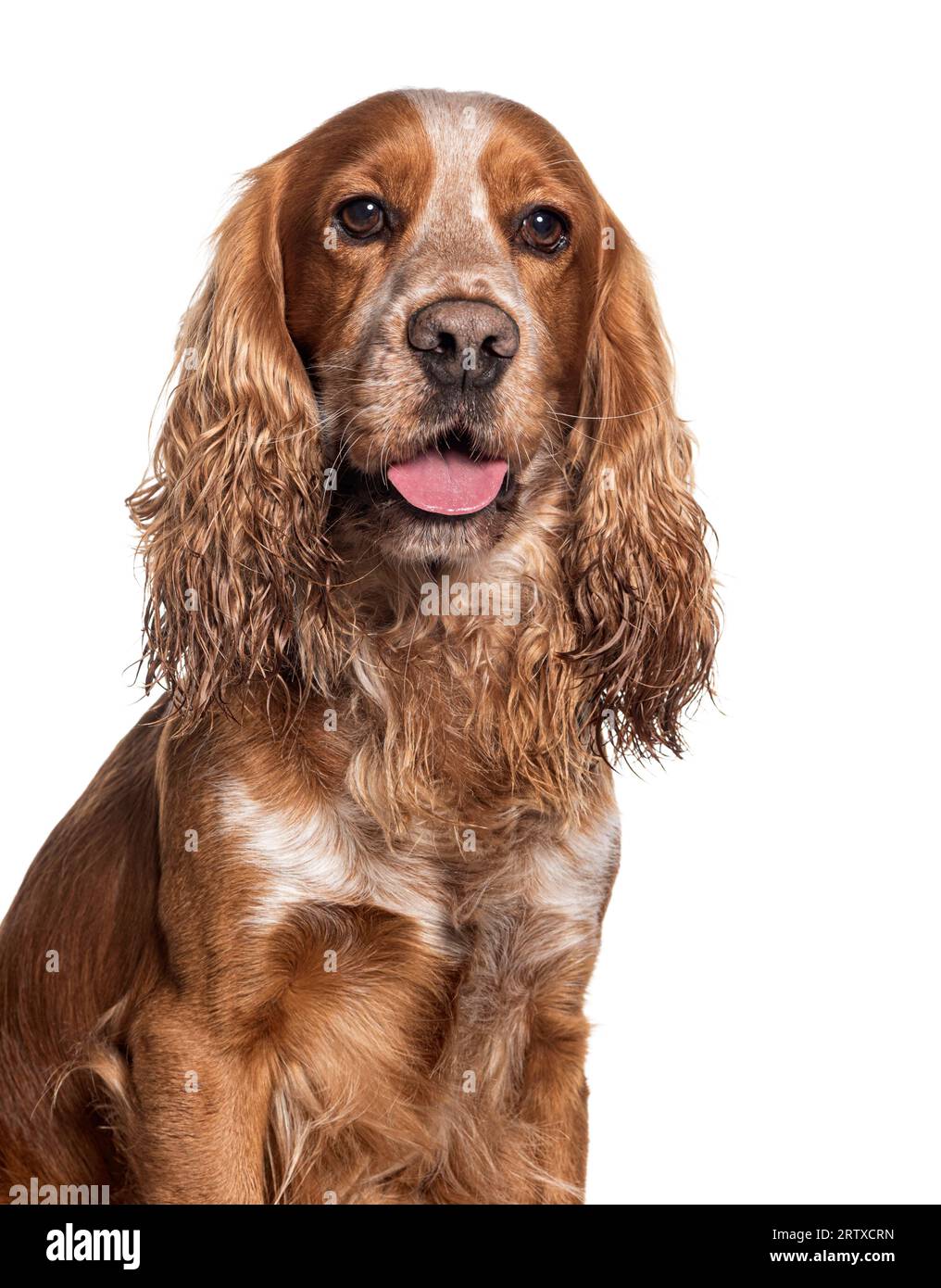 Head shot of a Old Cocker dog graying, Isolated on white Stock Photo ...