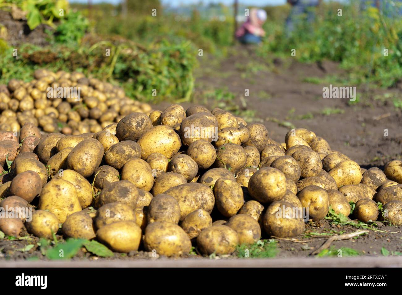 Harvesting potato crops in september. organic farming, autumn, harvest ...