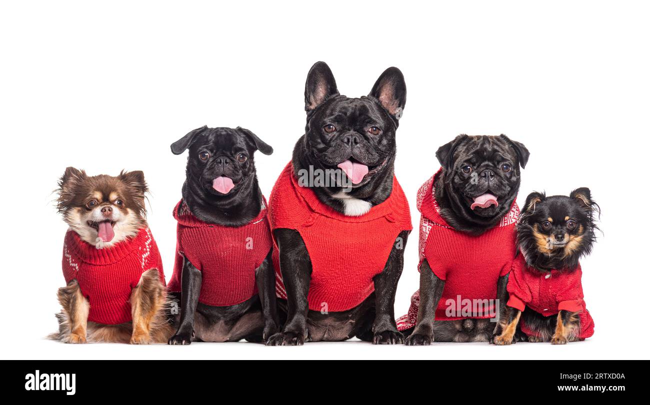 Group of small dogs panting, pug, chihuahua, french bulldog sitting in ...