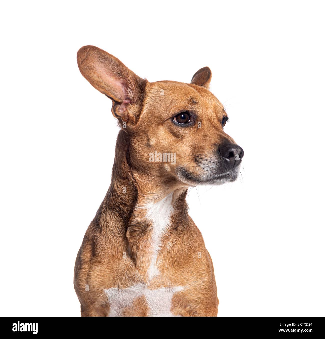 Dog with big ears hi-res stock photography and images - Alamy