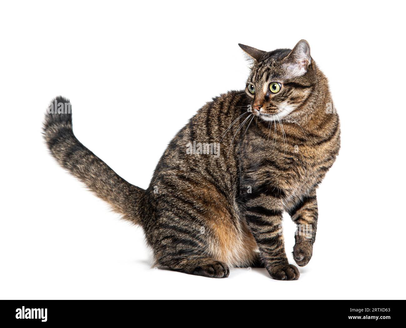 Side view of a Sitting Tabby crossbreed cat looking away, isolated on ...