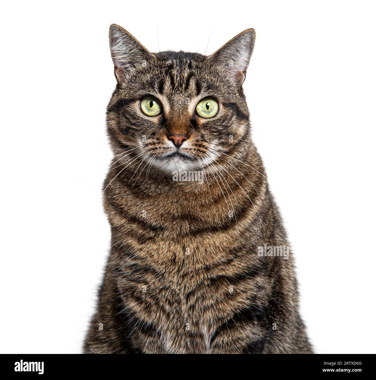 Head shot of a Tabby crossbreed cat looking at camera, isolated on ...