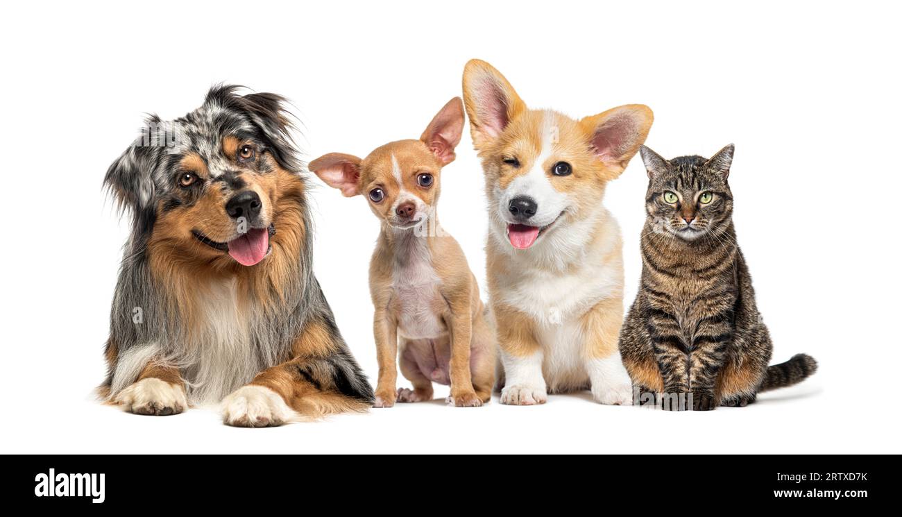 Friendly alert Pets, Cats and dogs, together side by side in a row ...