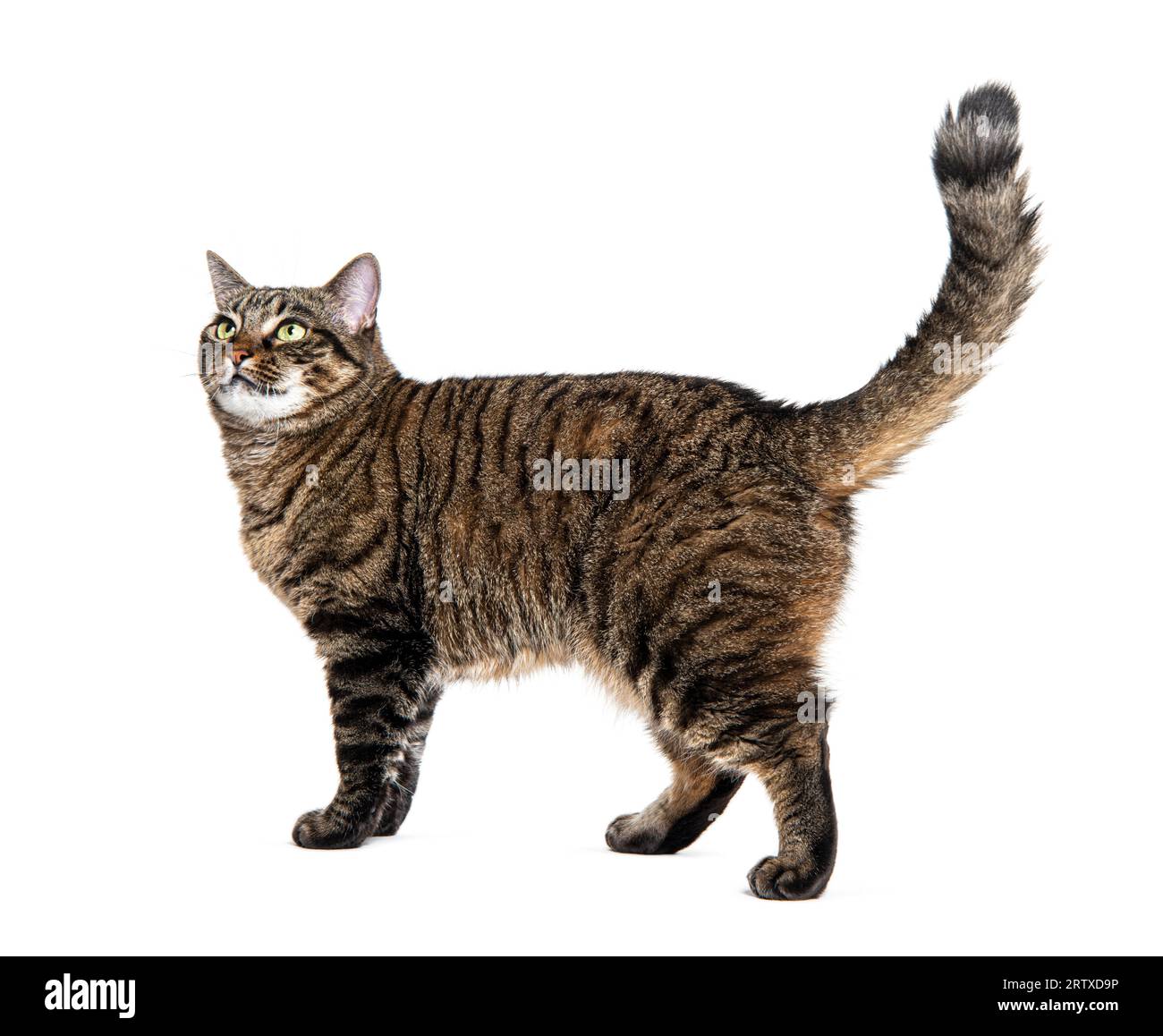 Side view of a striped Tabby crossbreed cat walking, looking up, tail ...