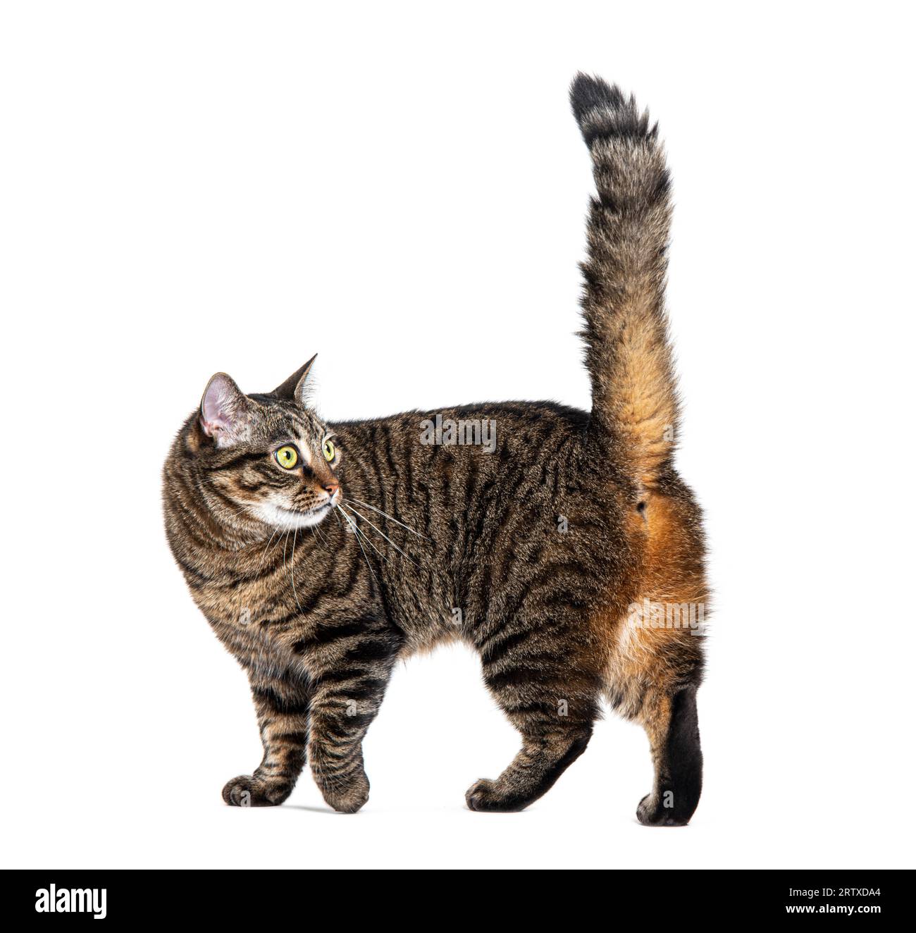 Cat Looking Back With Tail Up