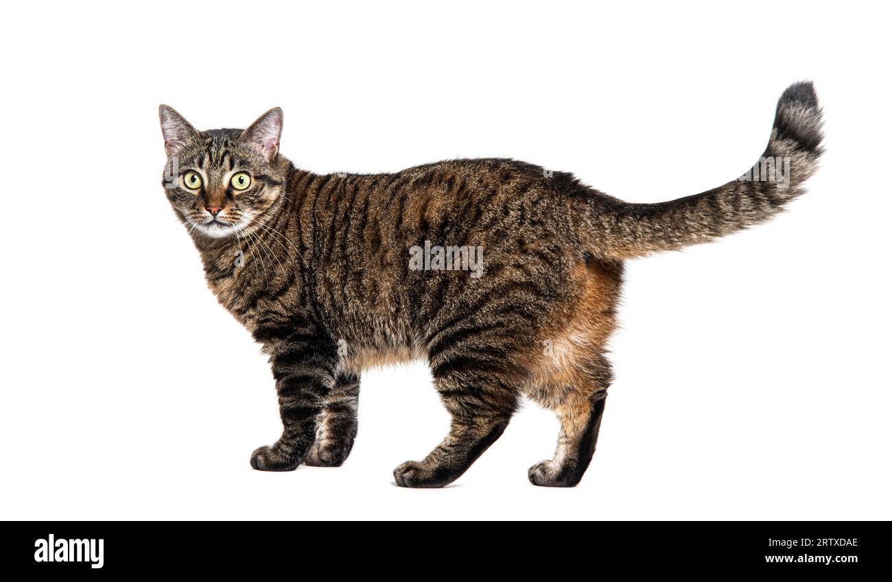 Rear and side view of a Tabby crossbreed cat looking back at the camera ...