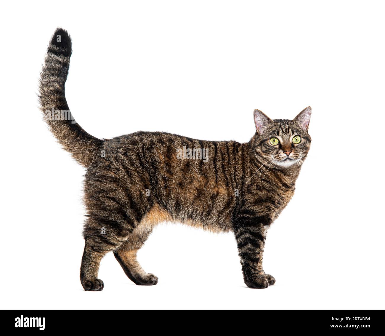 Side view of a Tabby crossbreed cat standing, isolated on white Stock ...