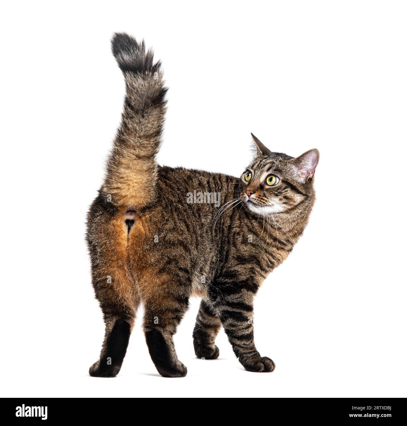 Cat Walking Away From Behind