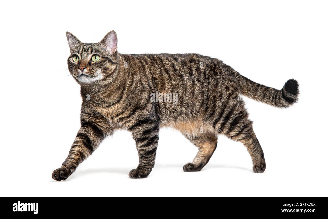 Side view of a Tabby crossbreed cat walking and looking away, isolated ...