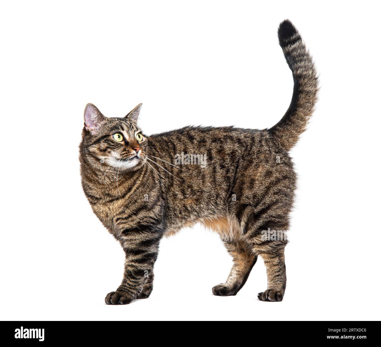 Side view of a tabby cat Cut Out Stock Images & Pictures - Alamy