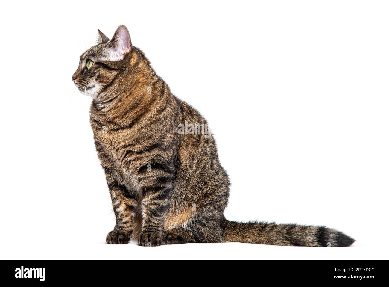 Side view of a sitting Tabby crossbreed cat looking away, isolated on ...