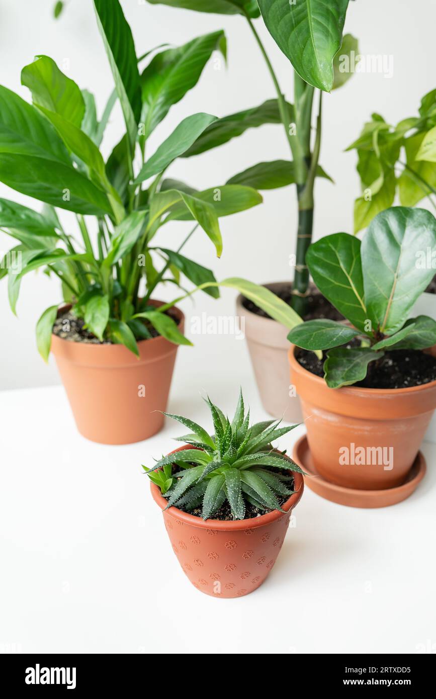 Planting plants floral composition hi-res stock photography and images ...
