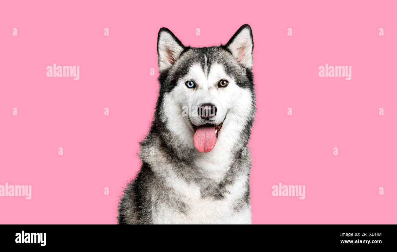 Portrait of a siberian husky, 9 months old, looking at the camera ...