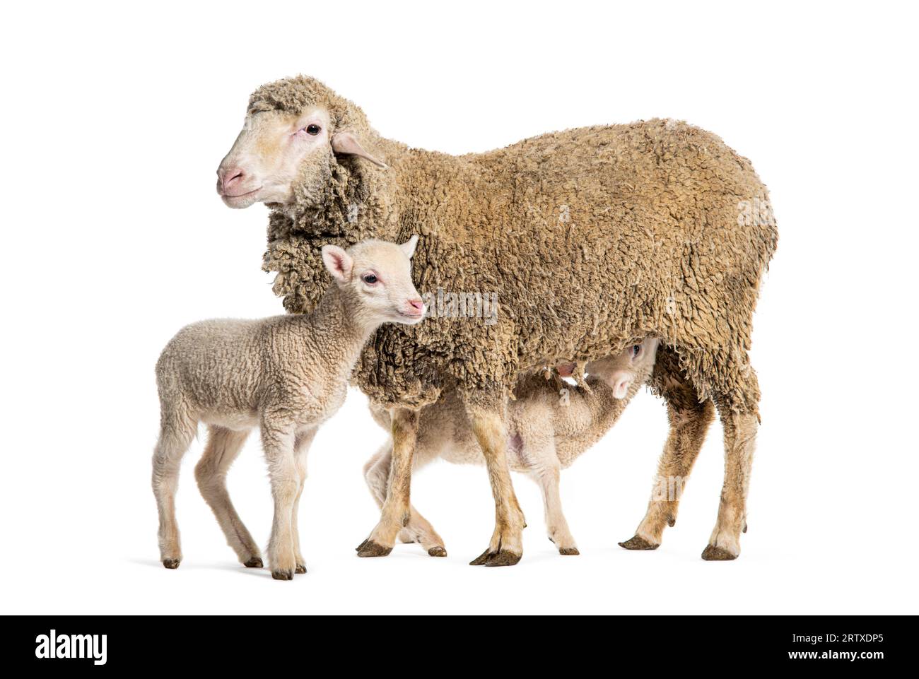 Rambouillet sheep hi-res stock photography and images - Alamy