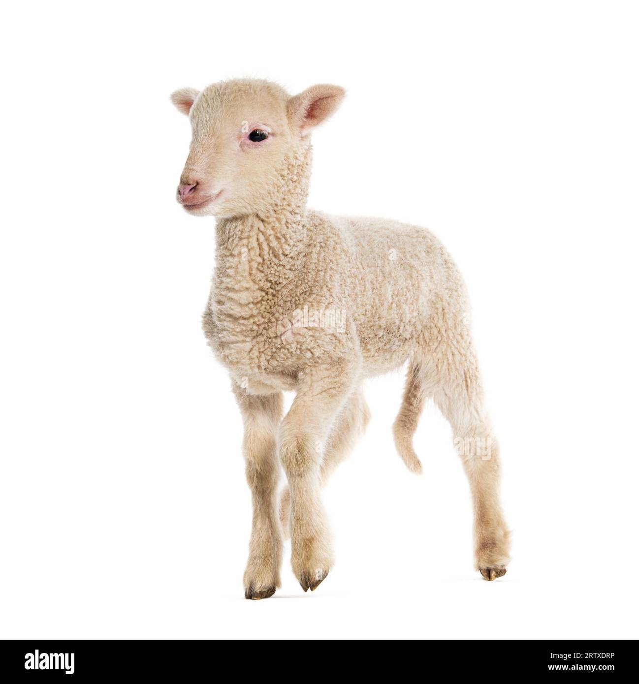 Lamb Sopravissana sheep, isolated on white Stock Photo - Alamy
