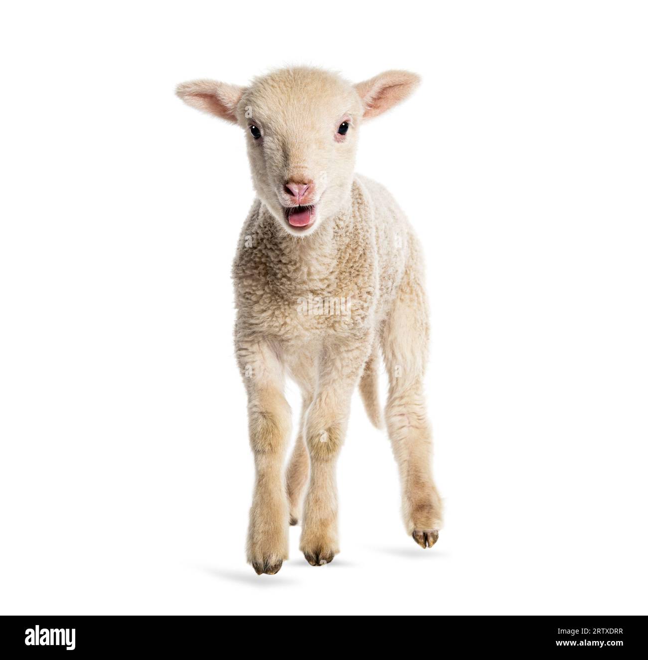 Lamb Sopravissana sheep, isolated on white Stock Photo - Alamy