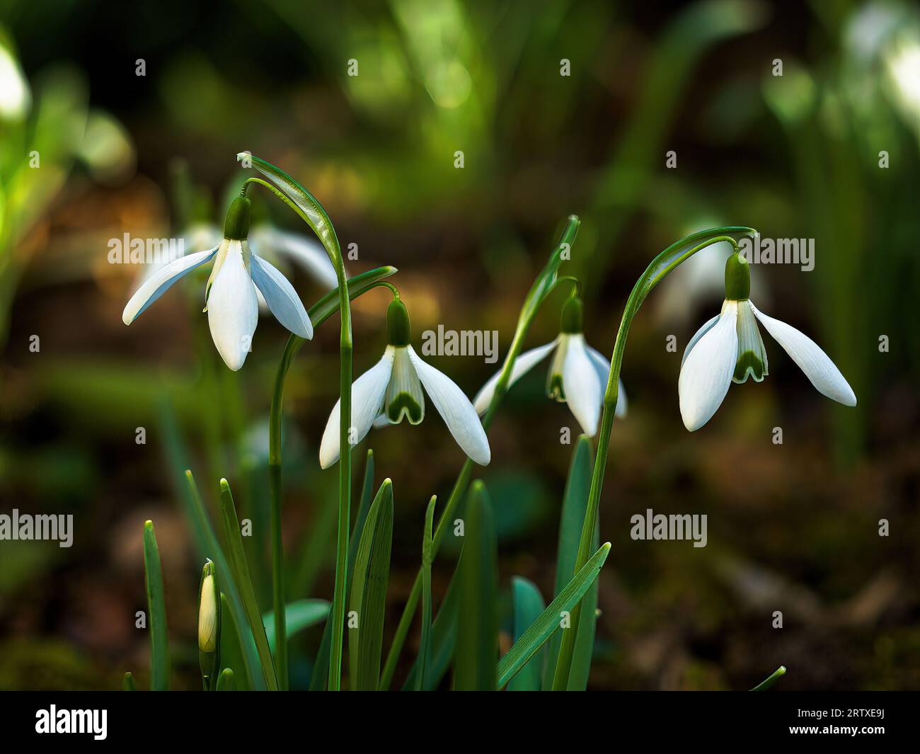 Snowdrop - Galanthus Stock Photo - Alamy