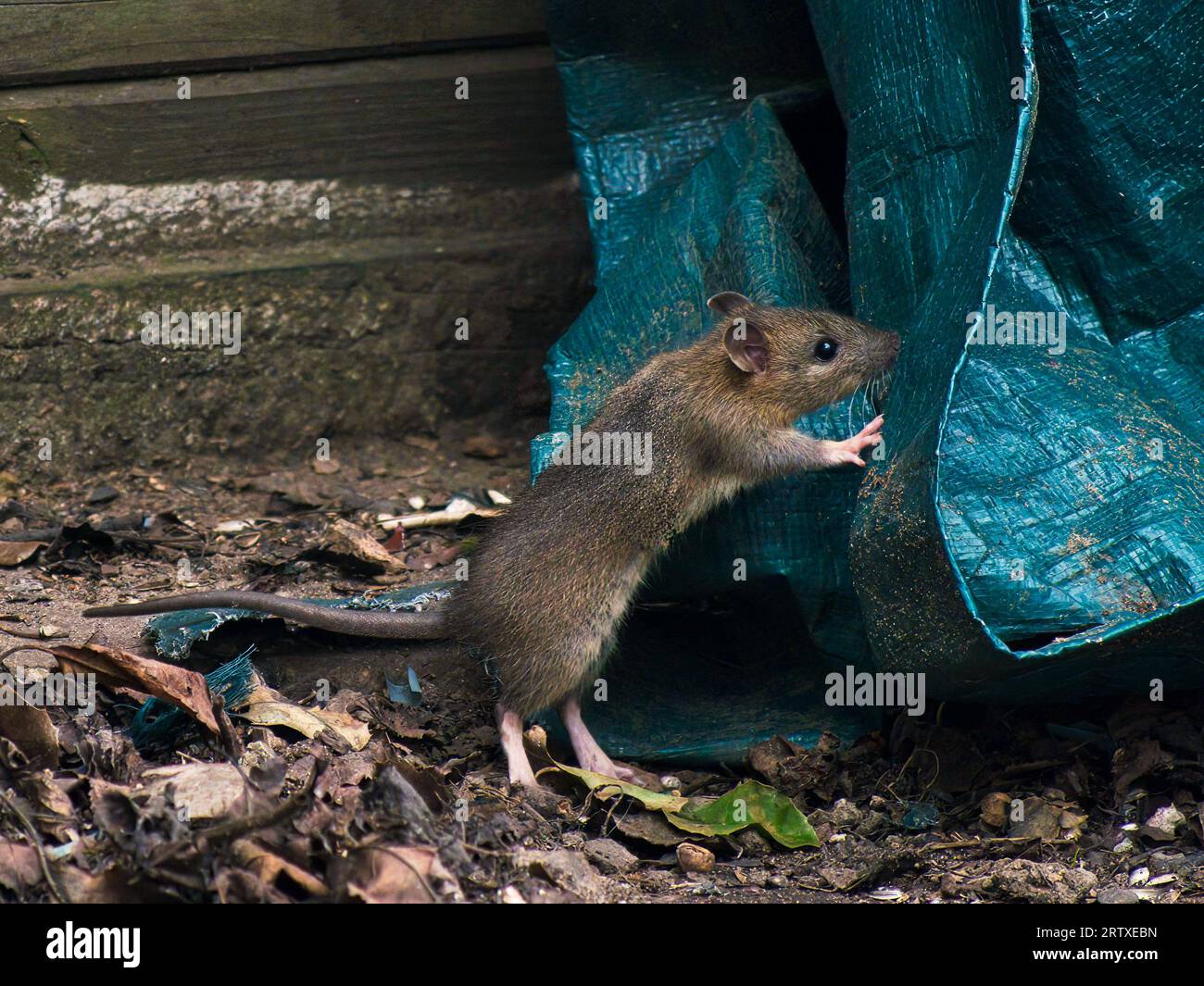 Baby rat exploring the world Stock Photo - Alamy