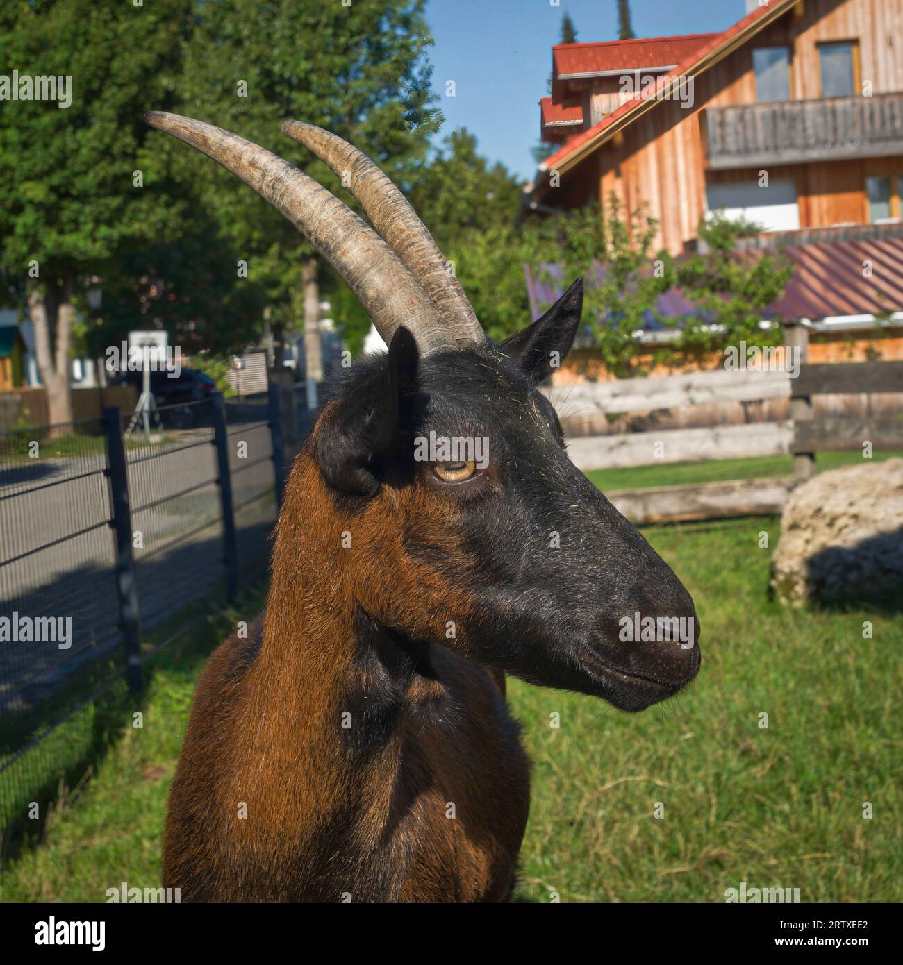 Big billy goat hi-res stock photography and images - Alamy
