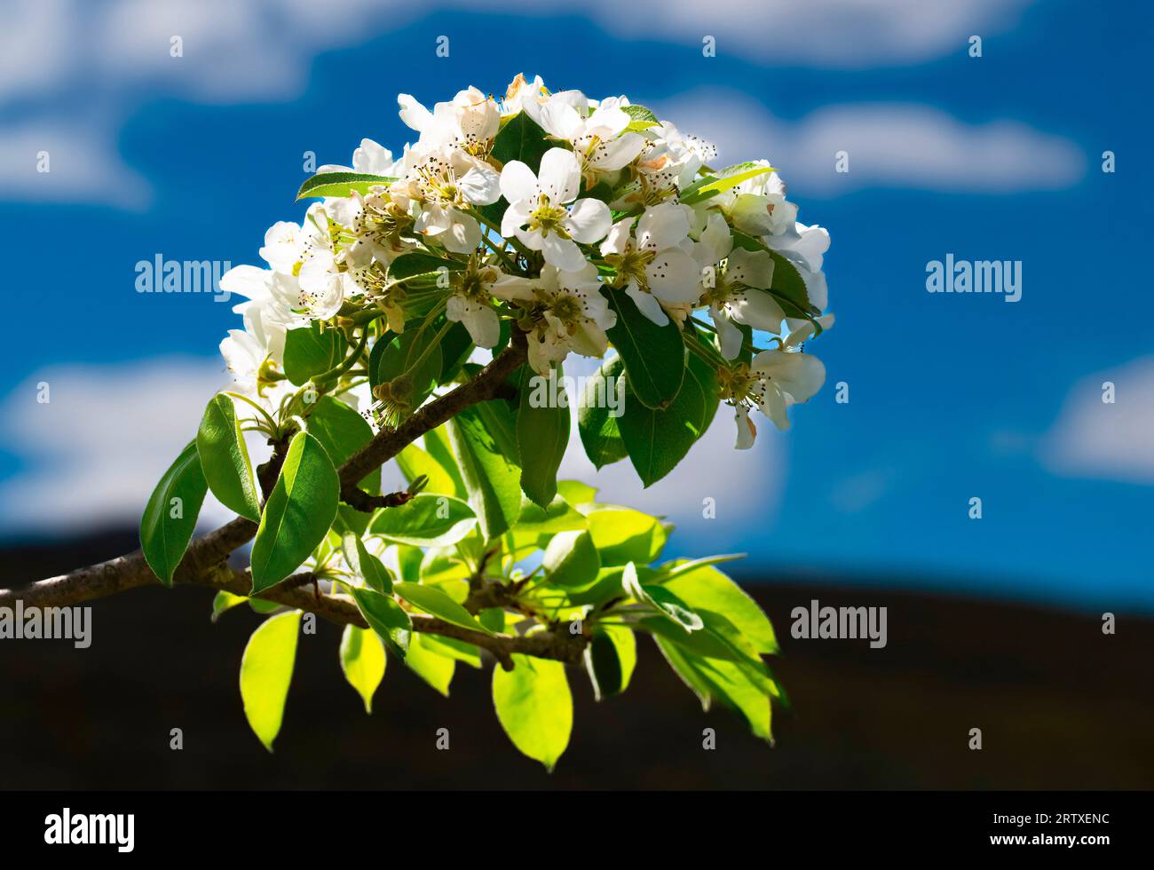 In the Kouga mountains. A close up of backlit wild pear flowers in the ...