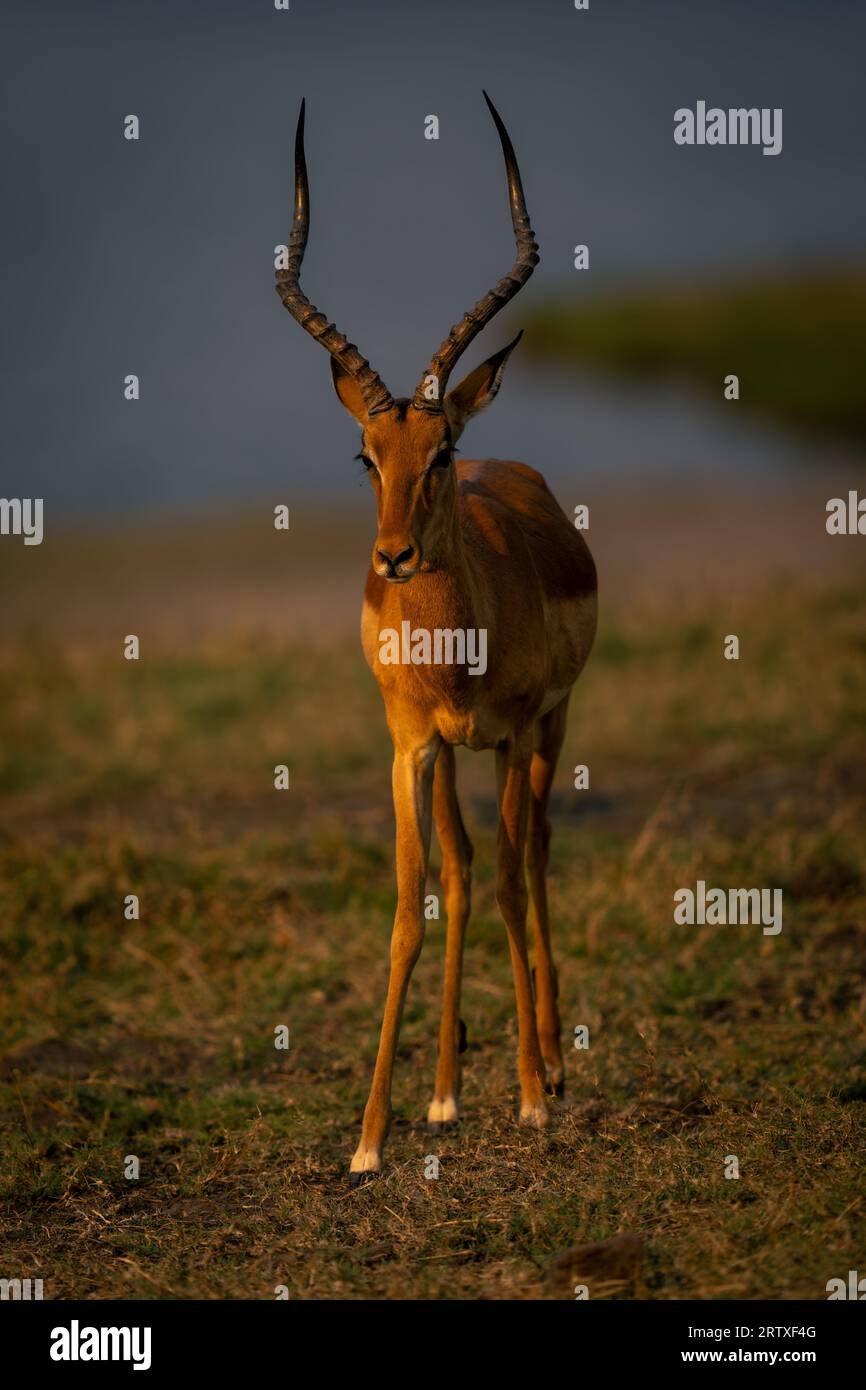 Waterbuck at riverbank hi-res stock photography and images - Alamy