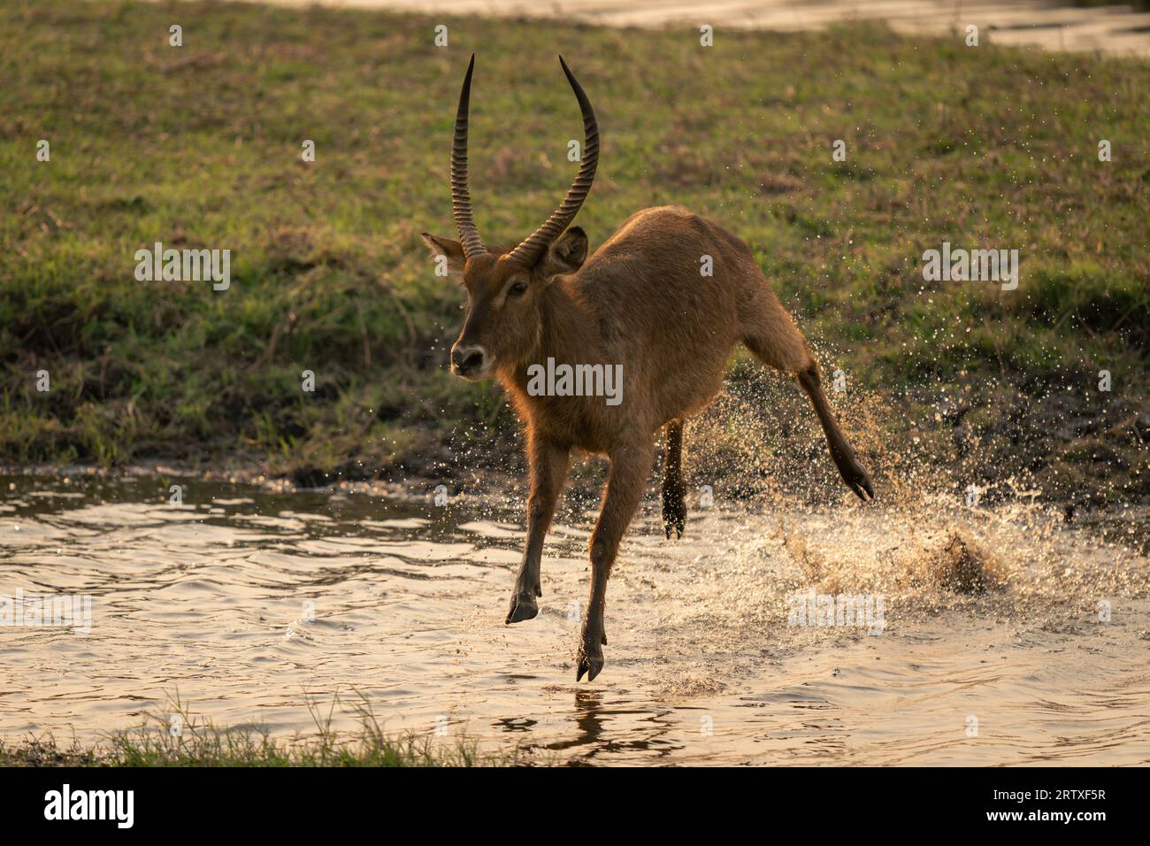 Male common waterbuck jumping across shallow river Stock Photo - Alamy