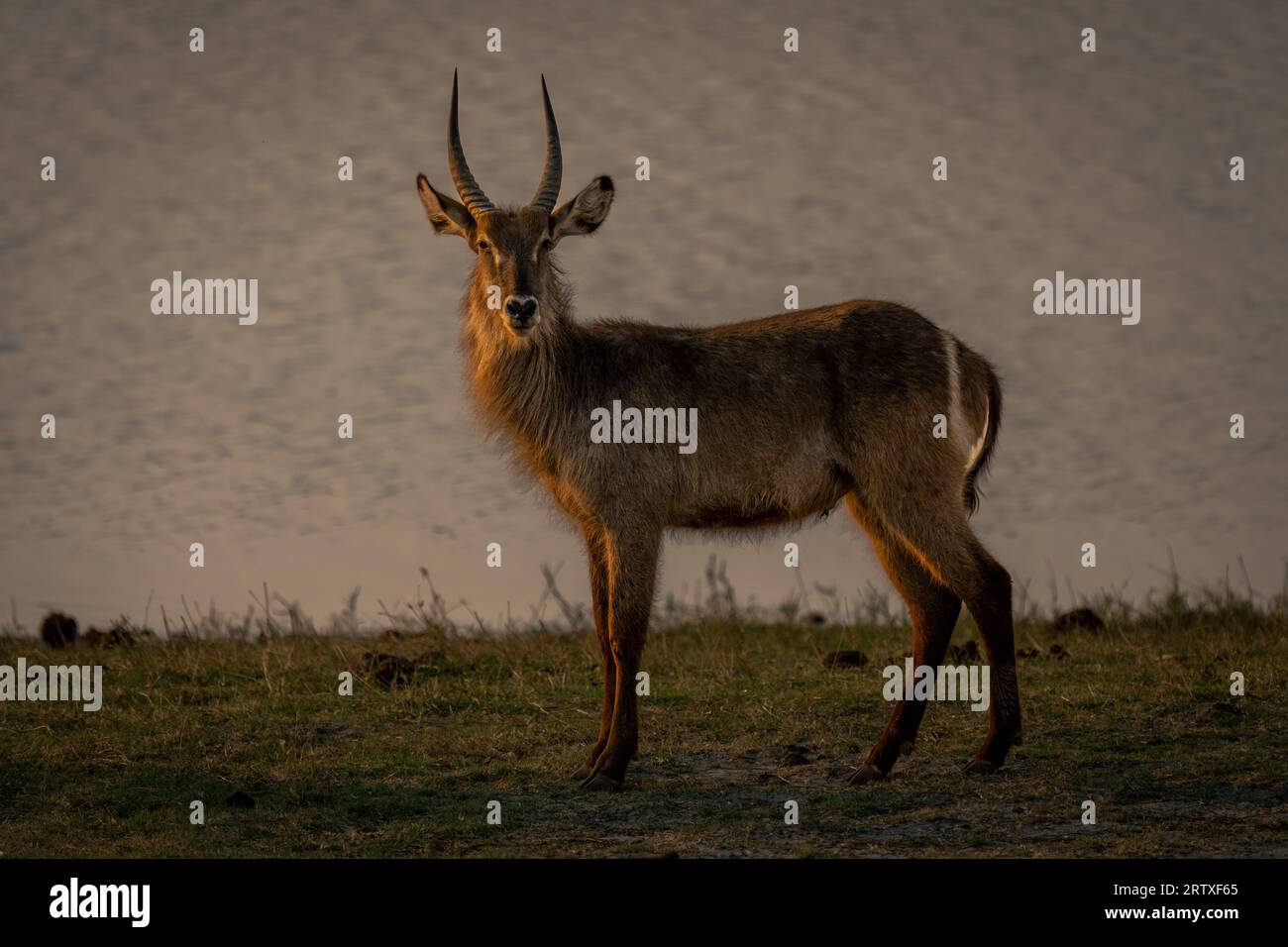 Waterbuck at riverbank hi-res stock photography and images - Alamy