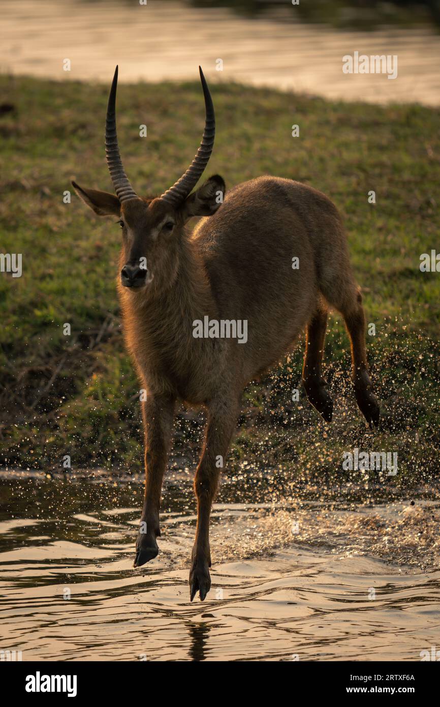 Male common waterbuck jumps over shallow water Stock Photo - Alamy