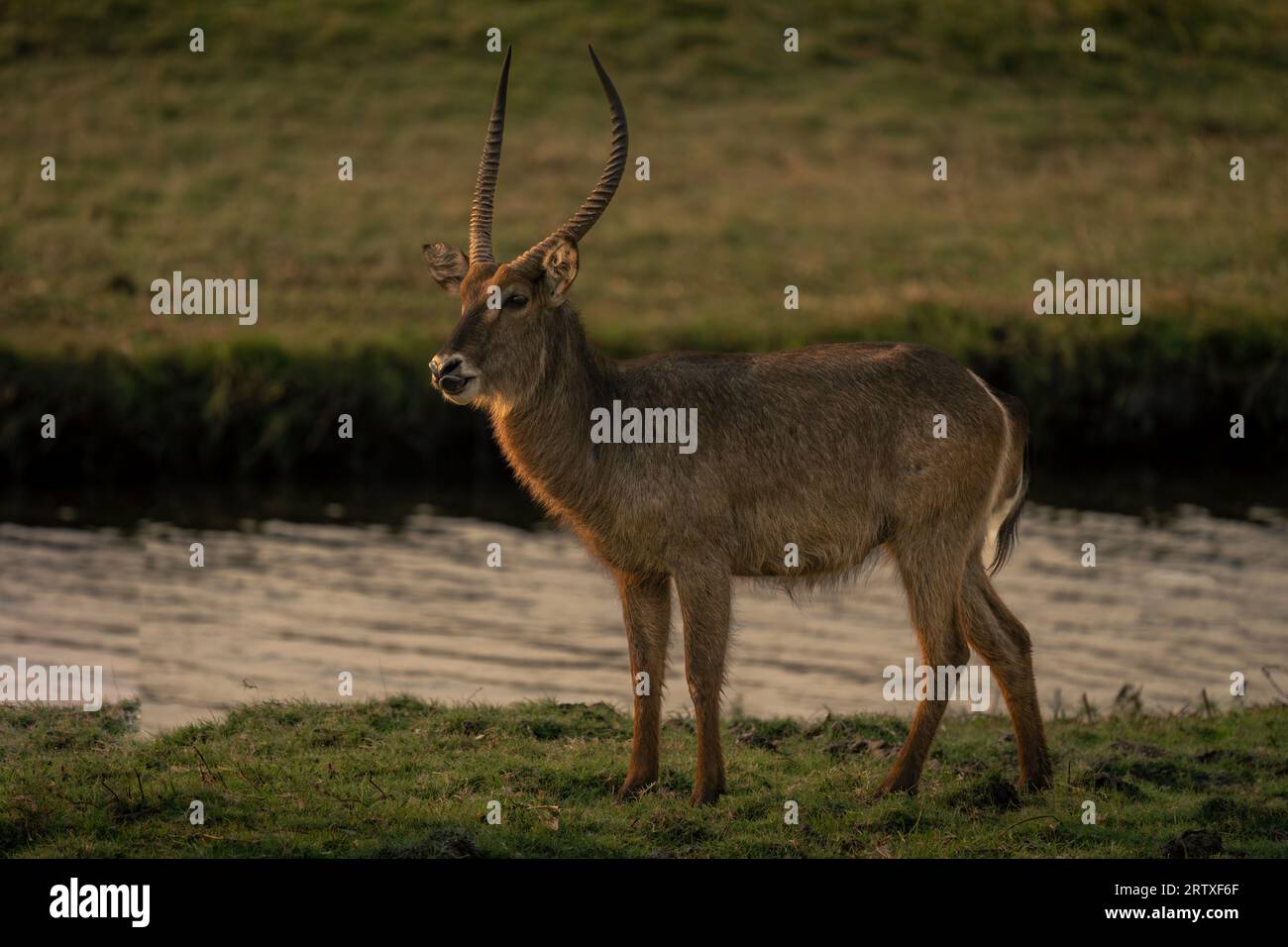 Waterbuck at riverbank hi-res stock photography and images - Alamy