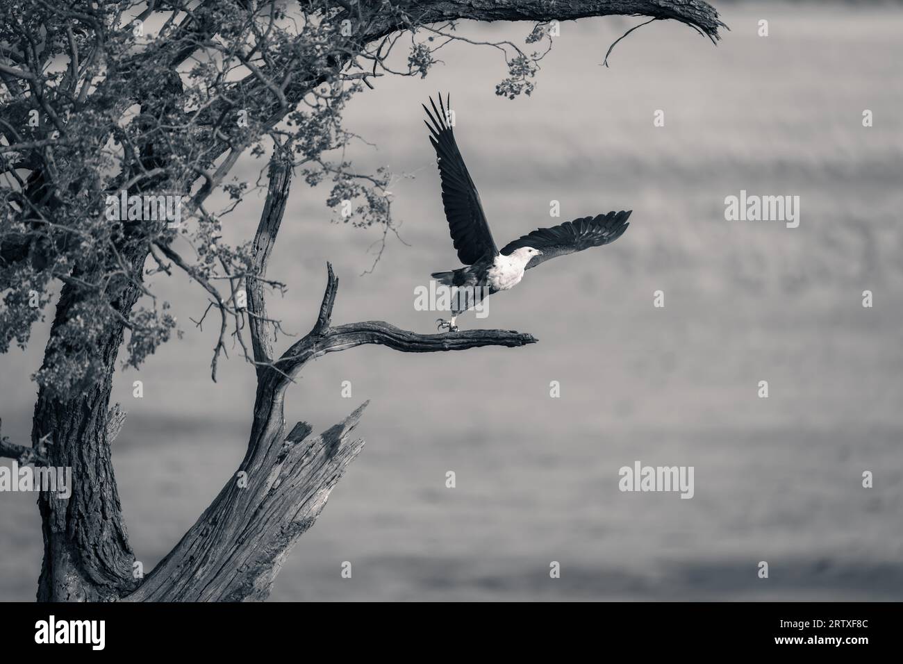 Fish eagle branch tree flying flight hi-res stock photography and ...