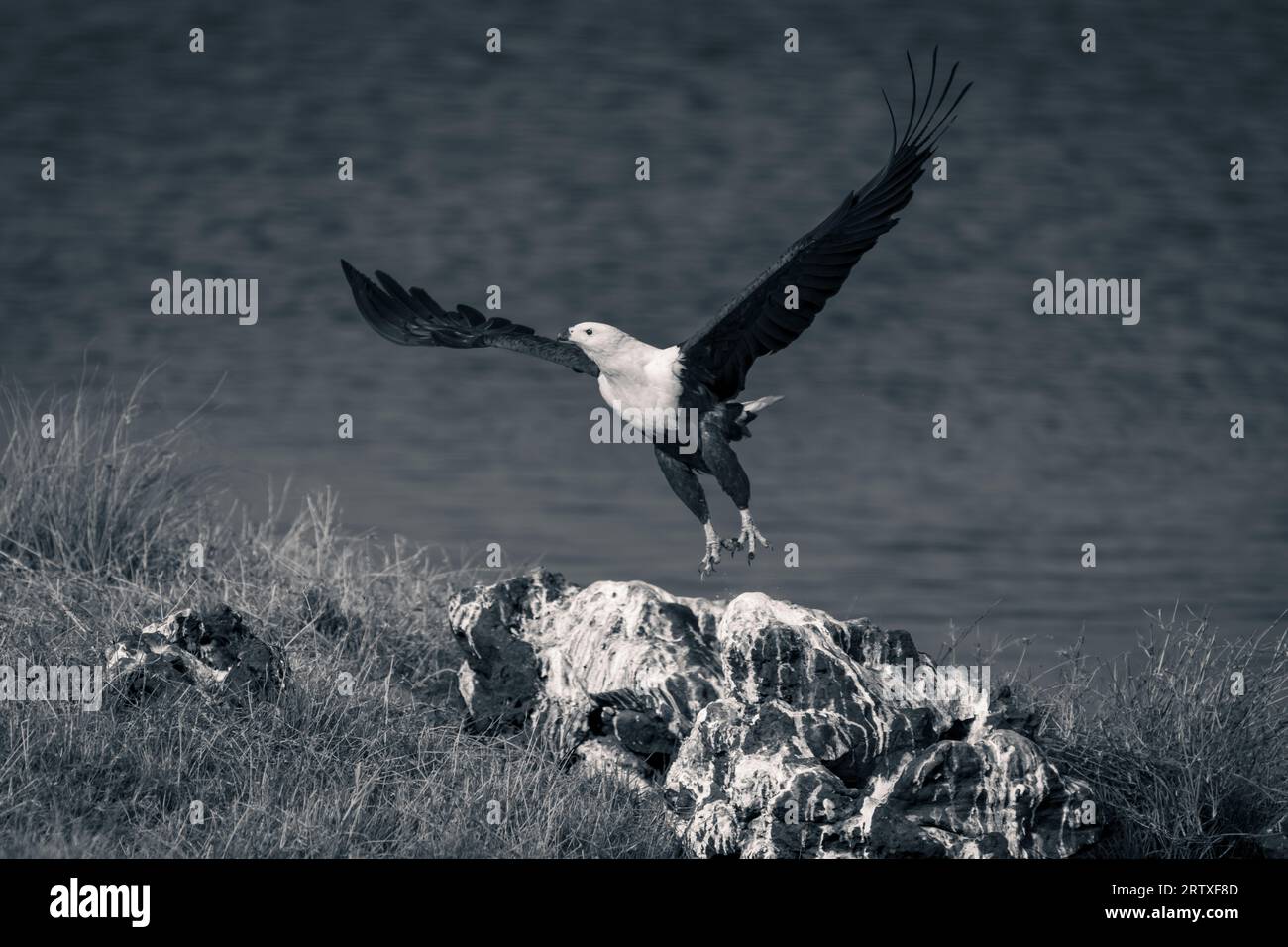 Mono fish eagle taking off from rock Stock Photo - Alamy