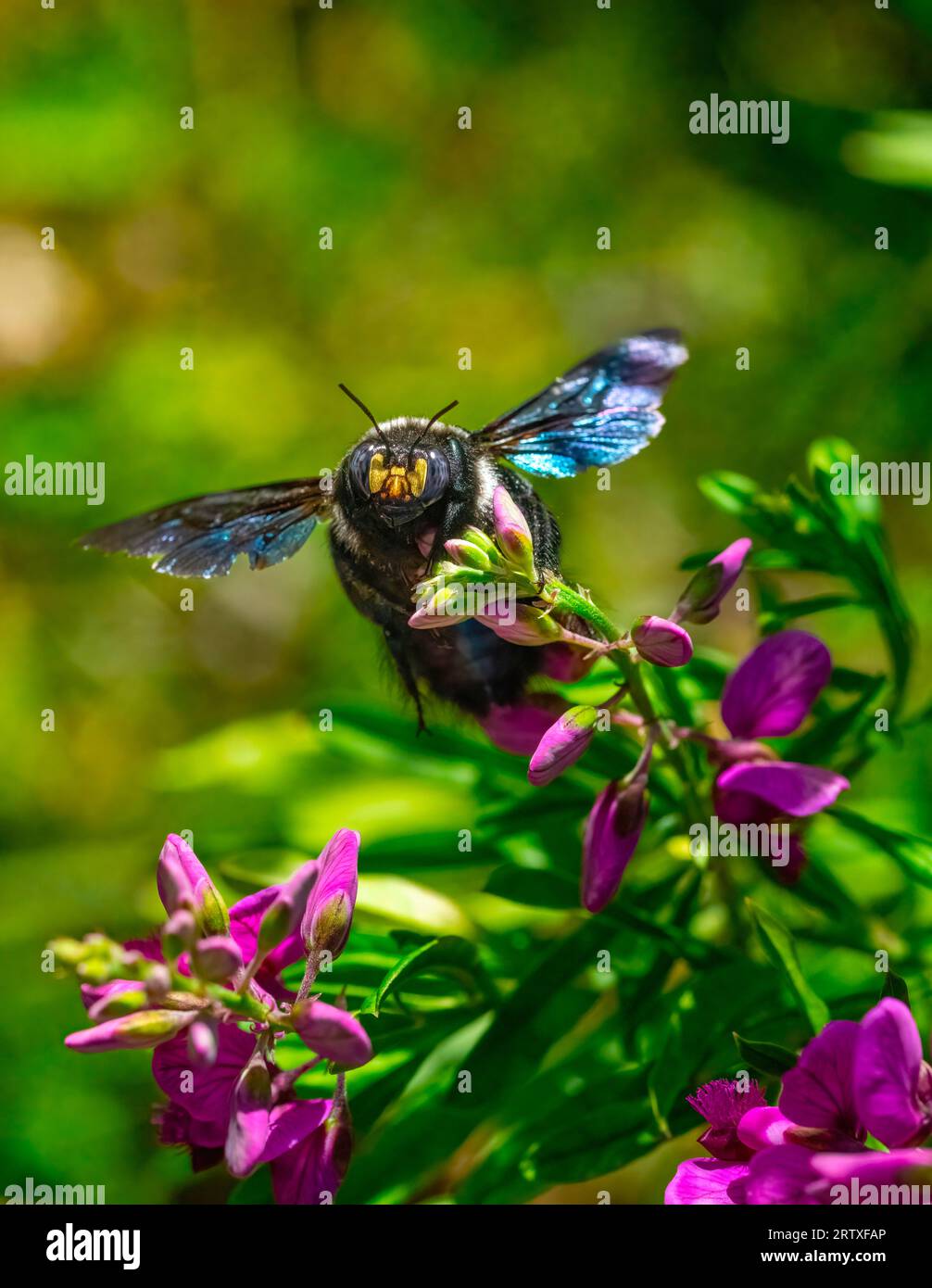 Xylocopa caffra hi-res stock photography and images - Alamy