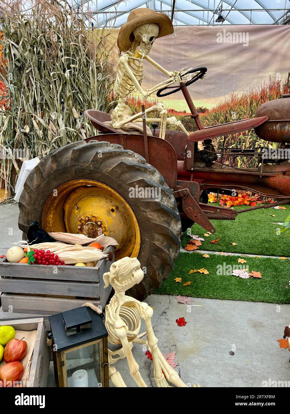 A skeleton in a straw hat sits behind the wheel of a tractor Spiders in ...