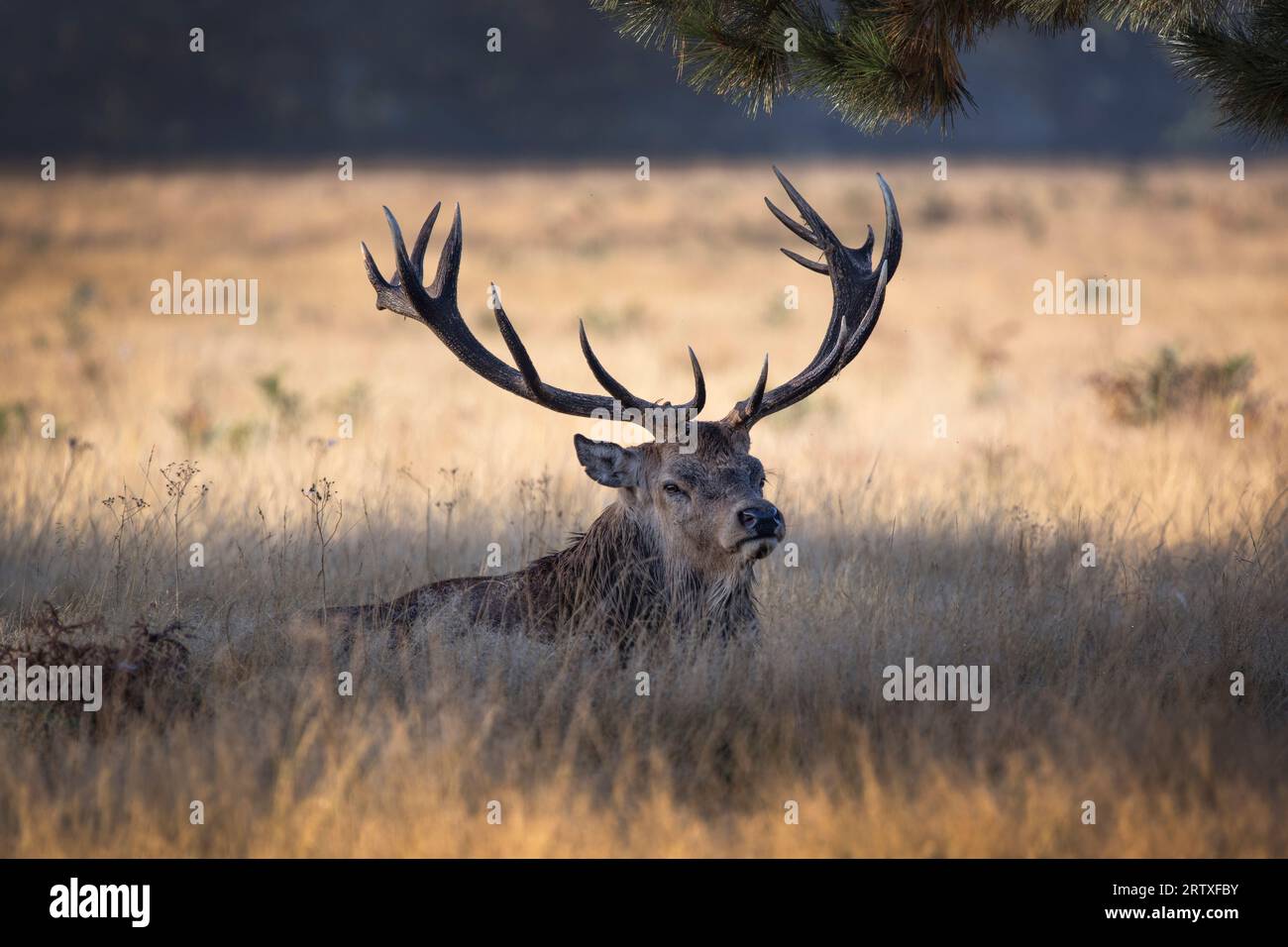 Huge antlers hi-res stock photography and images - Alamy