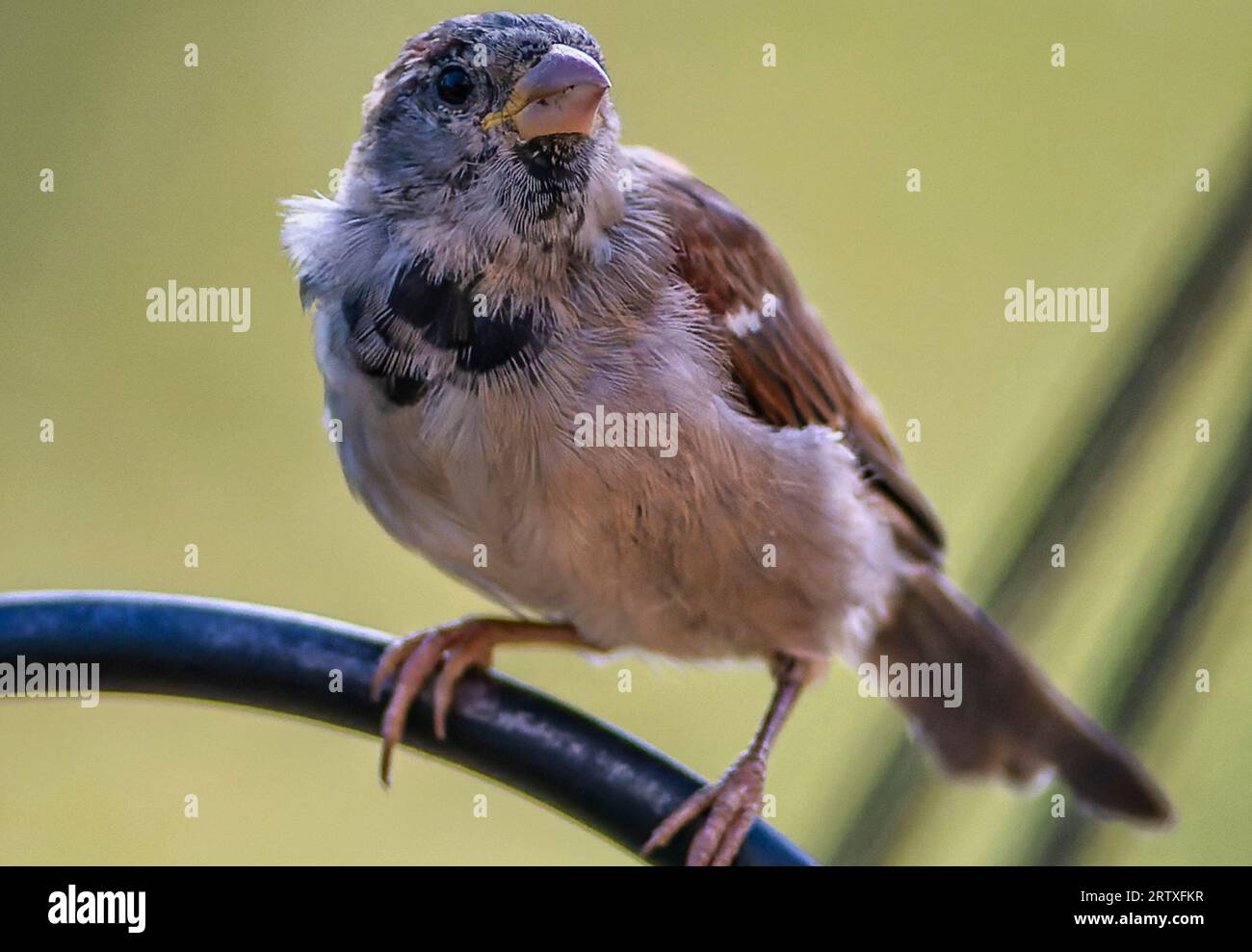 Englidh sparrow hi-res stock photography and images - Alamy