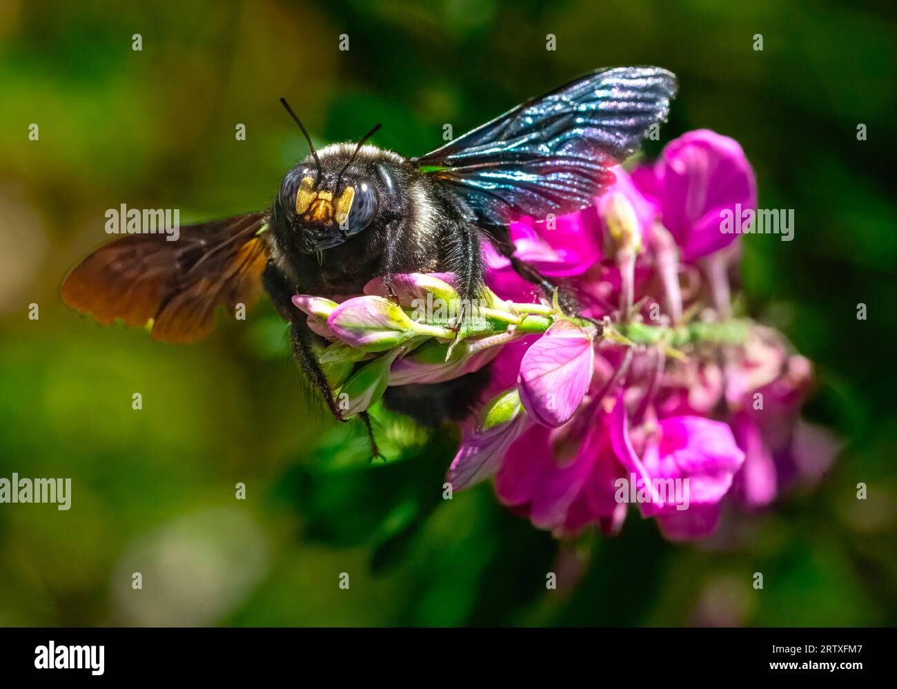Female carpenter bee hi-res stock photography and images - Alamy