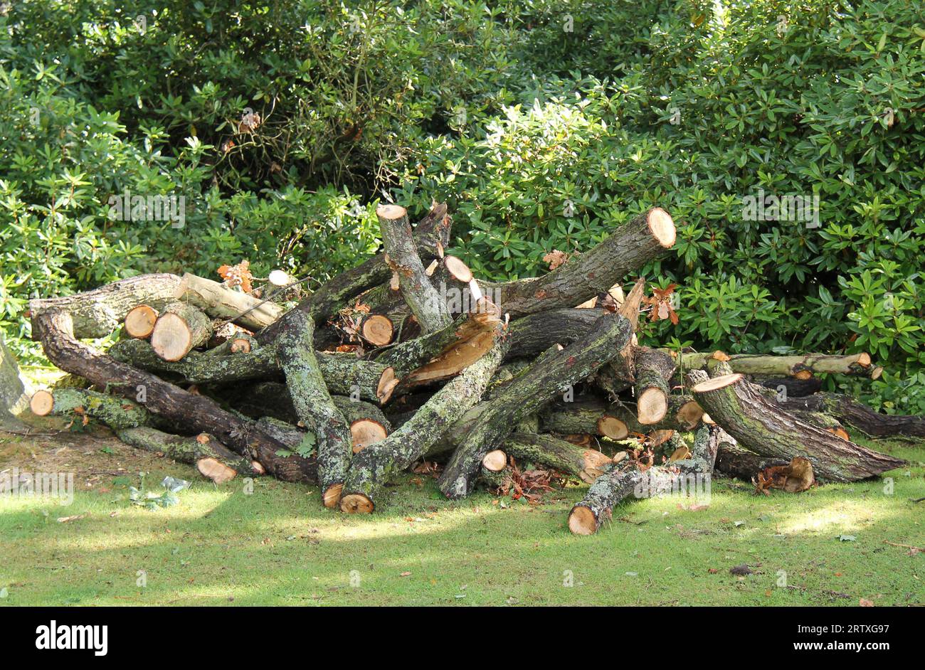 Logs recently cut hi-res stock photography and images - Alamy