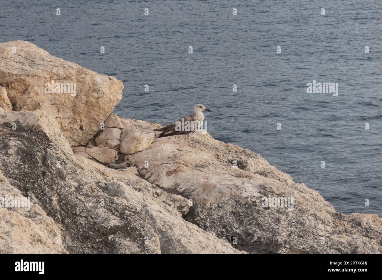 Tremiti islands bird hi-res stock photography and images - Alamy