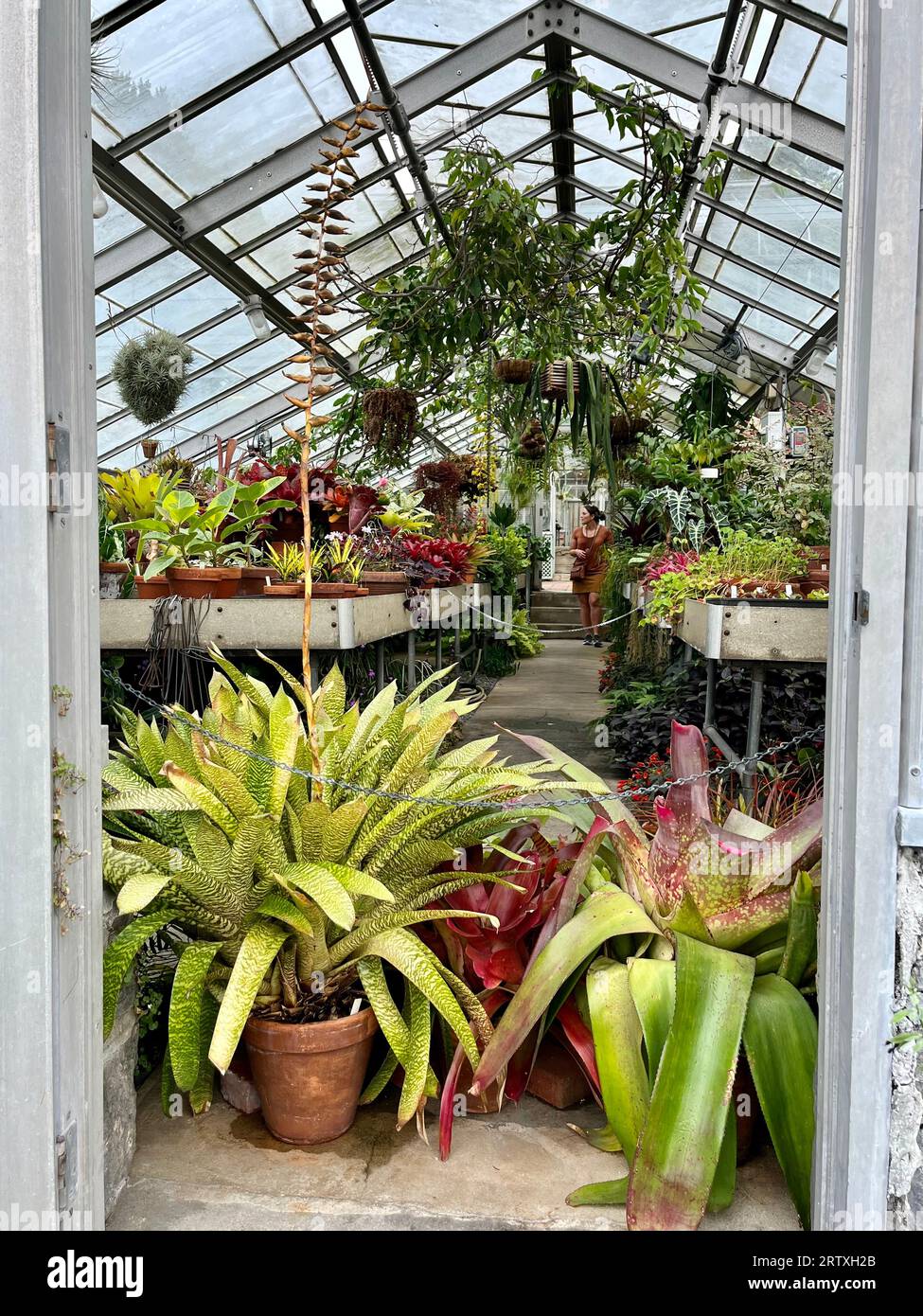Potted plants at the Marco Polo Conservatory at Wave Hill Public Garden ...