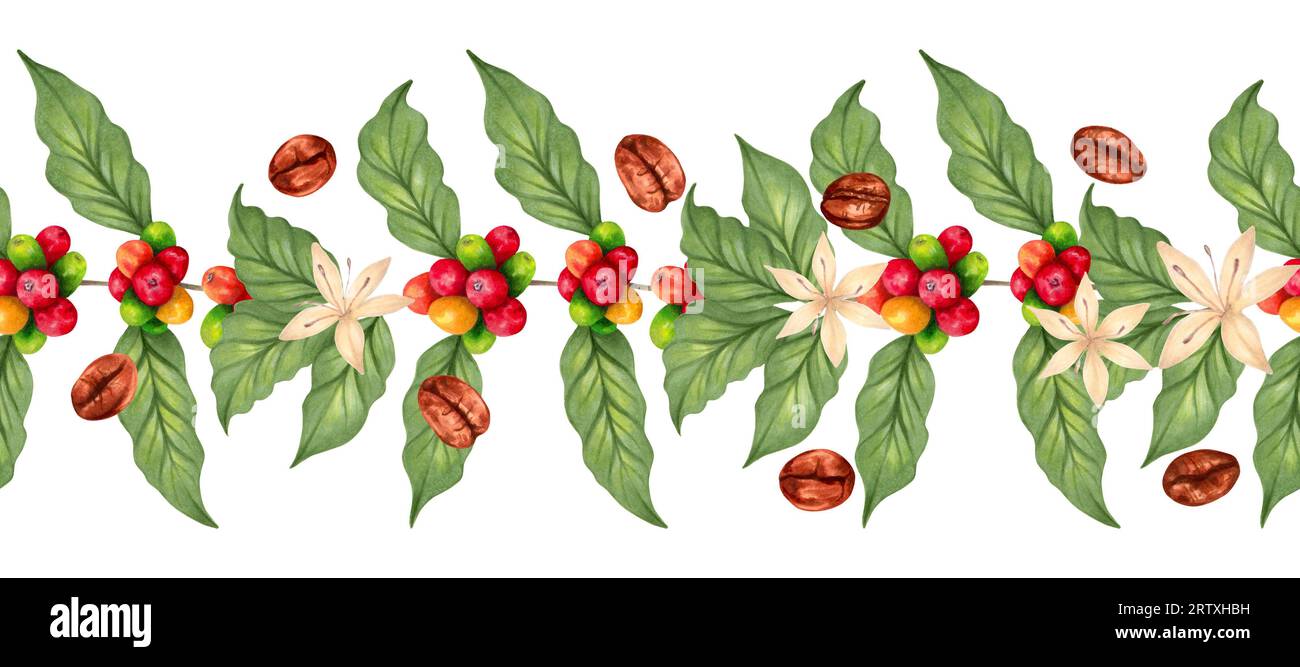 Horizontal seamless border of coffee tree branch and beans. Aroma of ...